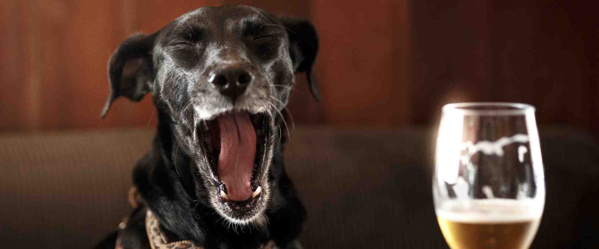 The Psychic Dog - Vitalis Health Colon Wellbeing Clinic