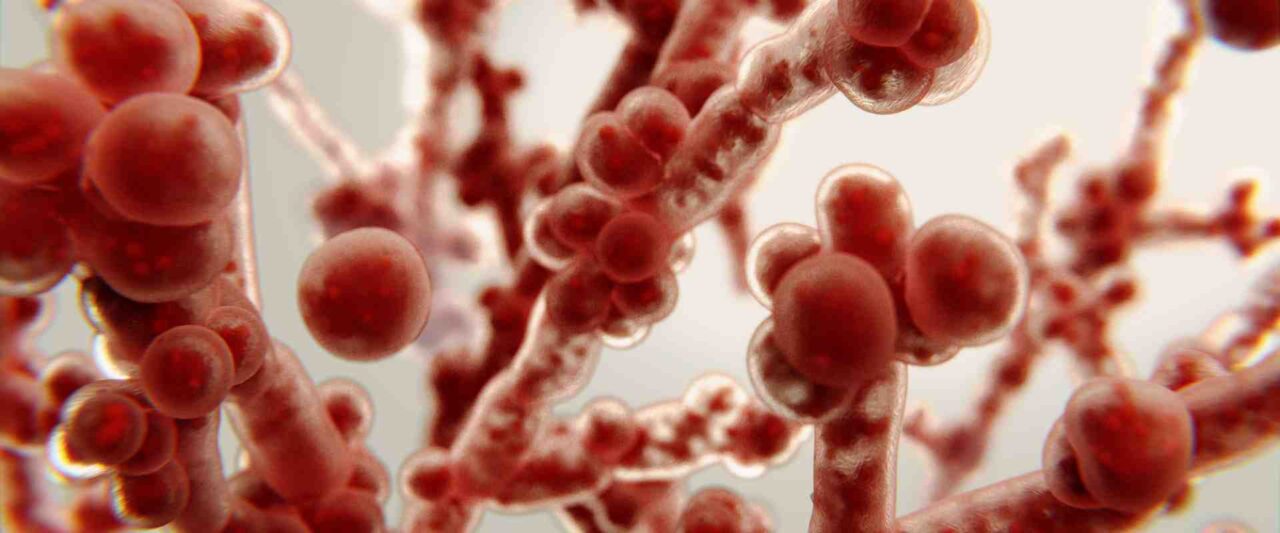 Candida Albicans Overview - Vitalis Health Colon Wellbeing Clinic