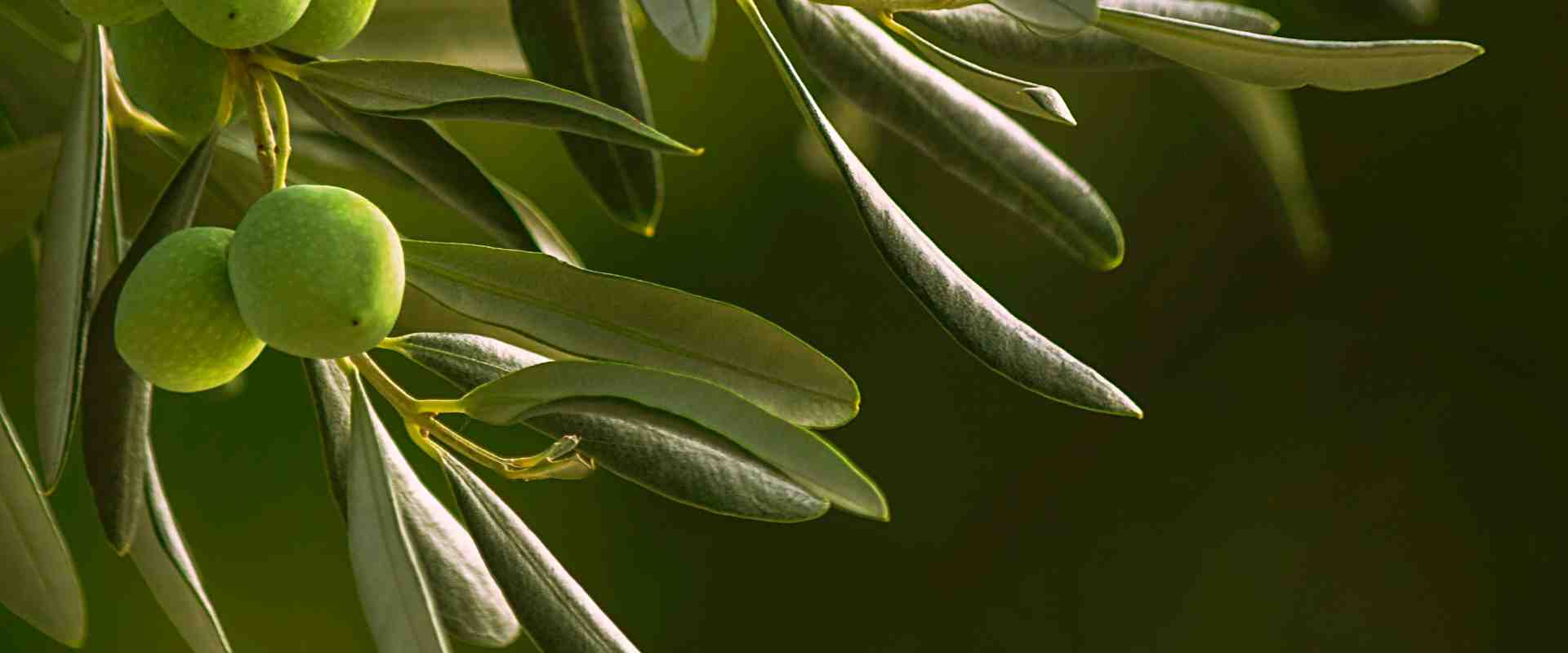 Olive Leaf Benefits - Vitalis Health Colon Wellbeing Clinic